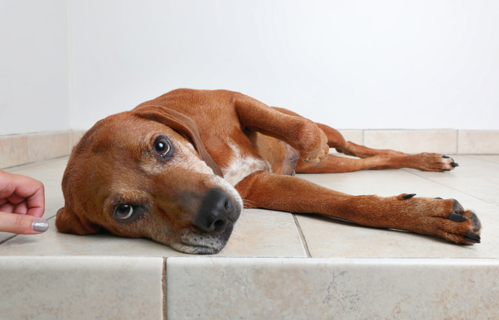 Dog Carpal Pad Injury: A Helpful Guide – Integricare