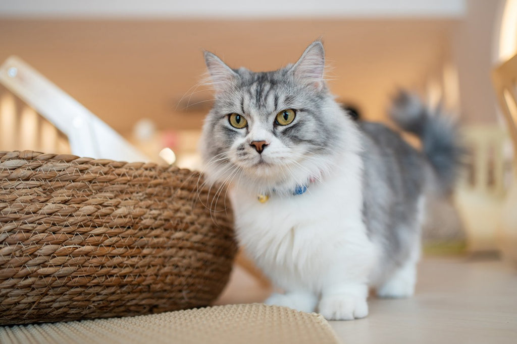 Understanding Cat Health Problems: Symptoms, Causes, and Treatments ...