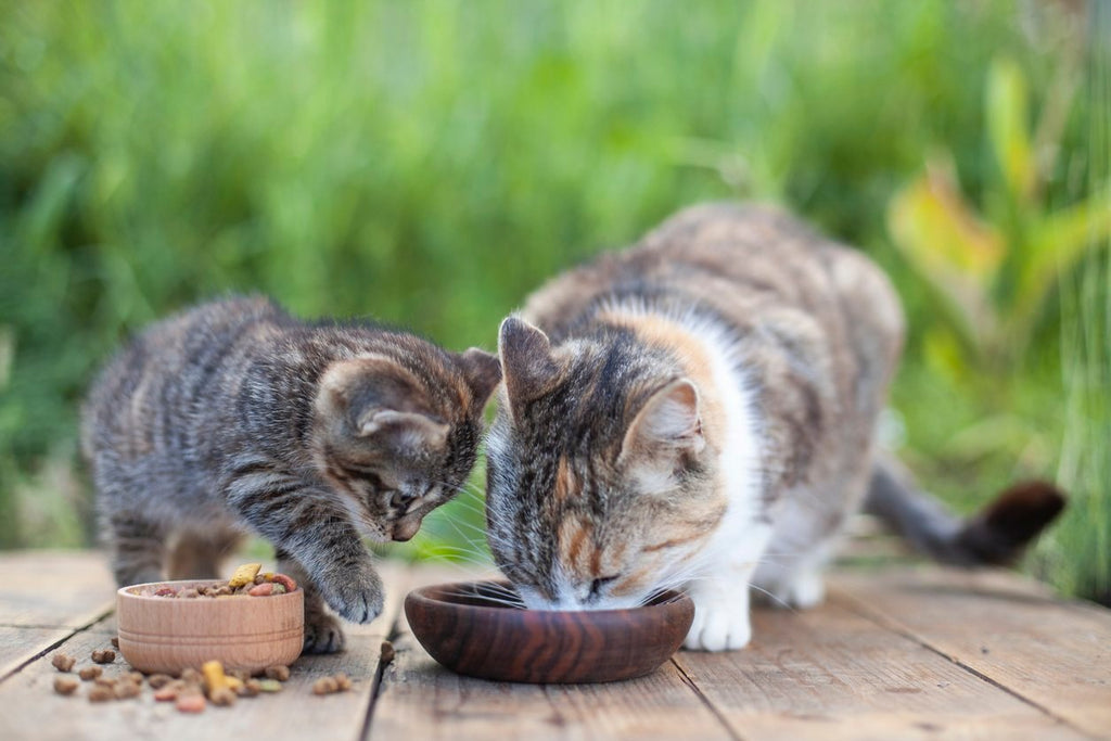 Top 5 Benefits of Cat Supplement [Your Cat Will Thank You] – Integricare