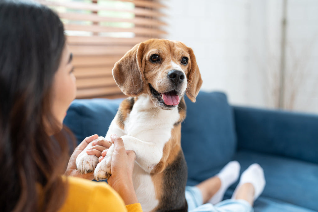 Dog Carpal Pad: What Every Pet Owner Should Know – Integricare
