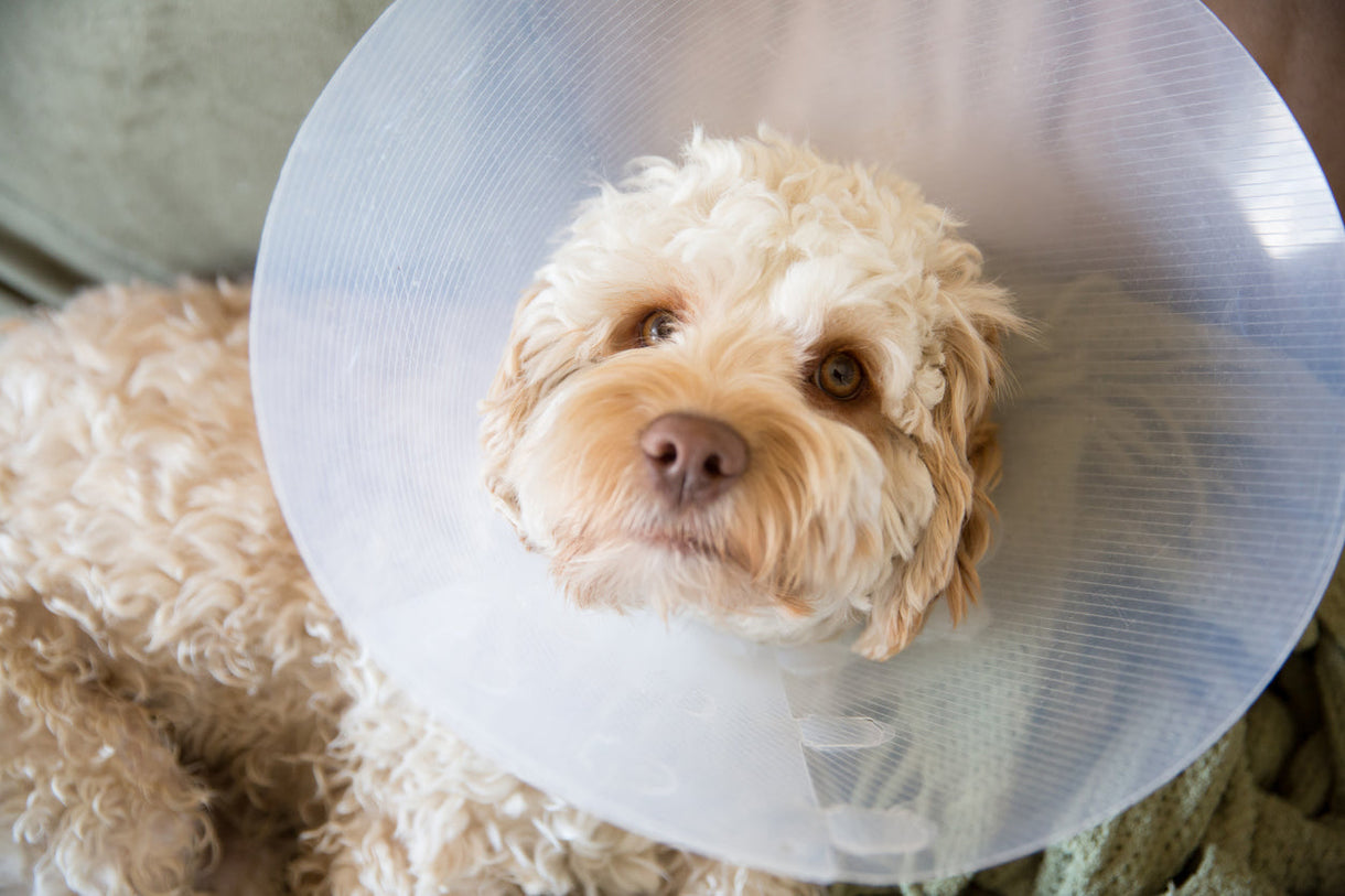 Understanding Dog Back Injury: Symptoms, Treatment, and Recovery Guide ...