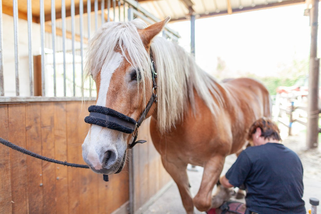 What Is a Farrier & How to Find a Good One – Integricare