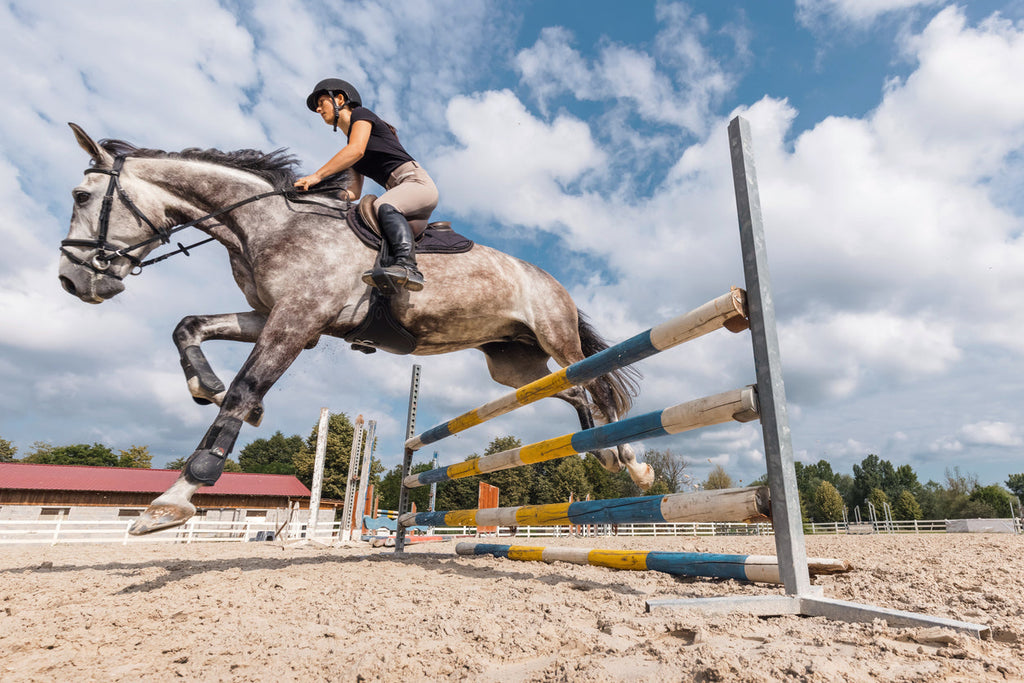 Horse Stifle: Anatomy, Problems, and Treatments Explained– Integricare