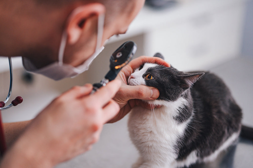 Understanding Cat Eye Diseases: How to Keep Your Cat’s Vision Healthy ...