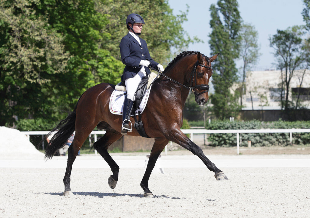 What is Dressage Horse and How Do You Get Started? – Integricare