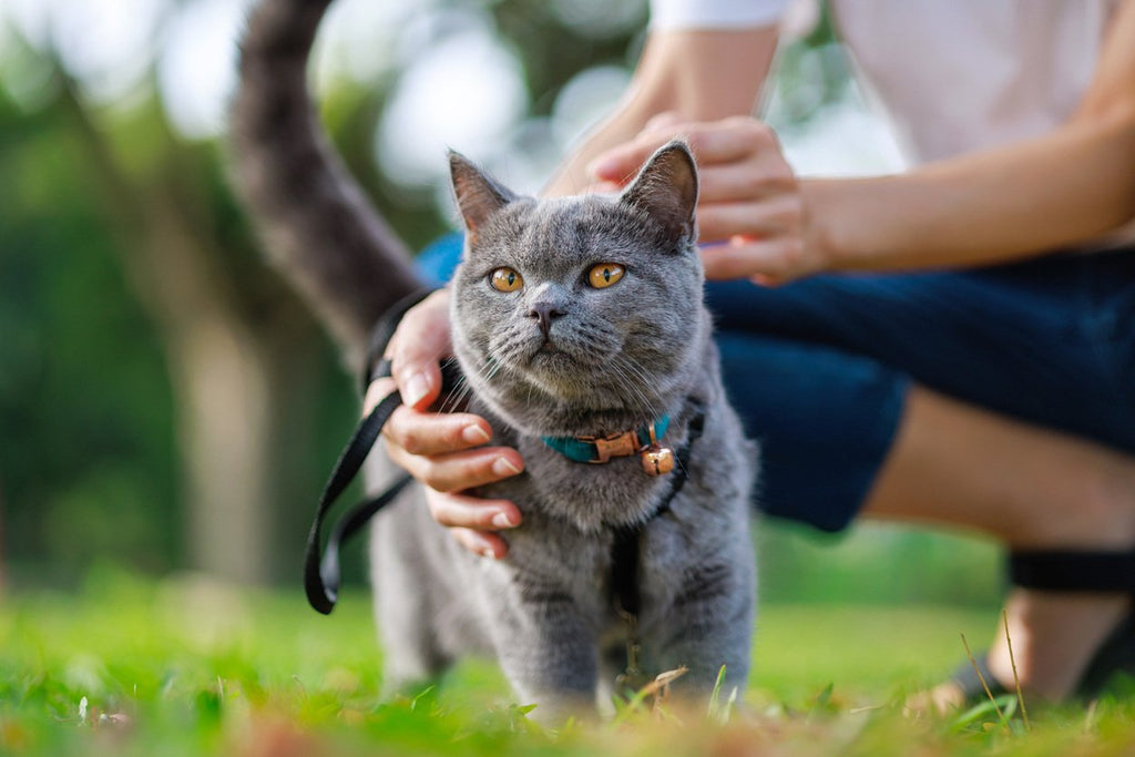 Turmeric for Cats: Benefits, How to Use & 3 Best Options– Integricare
