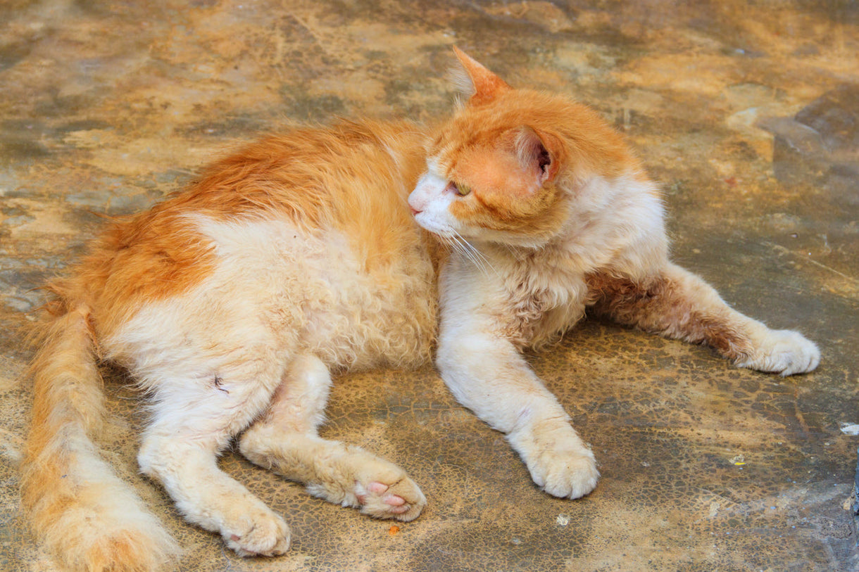 Cat Scratch Disease Symptoms in Humans & Cats Explained– Integricare