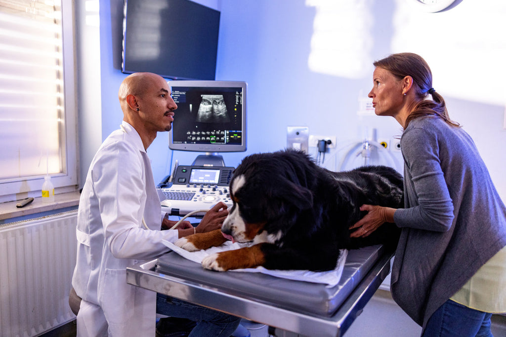 Torn ACL in Dogs: Symptoms, X-Rays & Treatment Options – Integricare